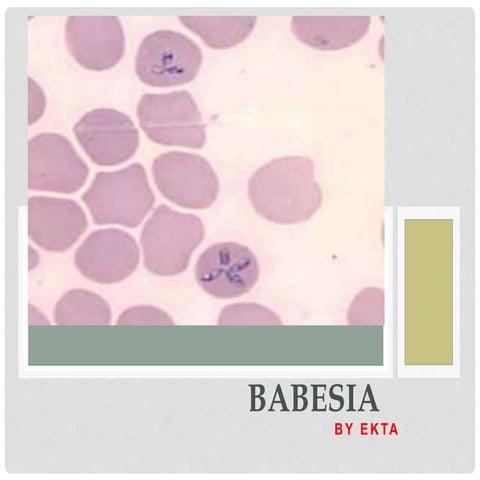 Babesia | PPTX