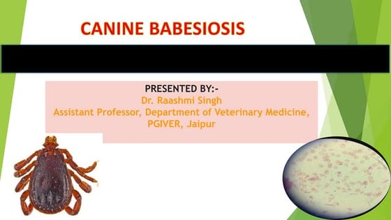 Common blood parasites in dogs | PPSX | Blood Disorders | Diseases and ...