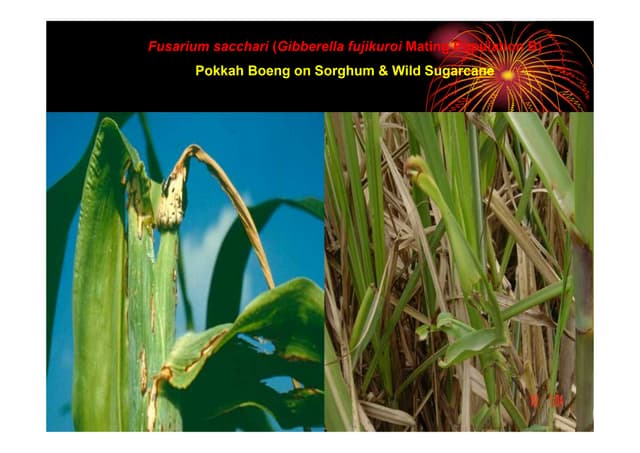 Bab i va 3 diagnosis penyakit biotik | PDF