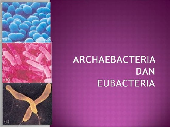 Eubacteria Dan Archaebacteria Pdf