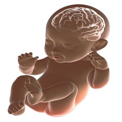 Early brain development | PDF