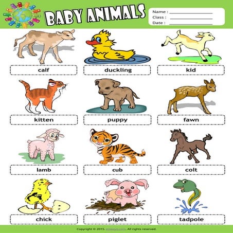 baby animals esl picture dictionary for kids.docx