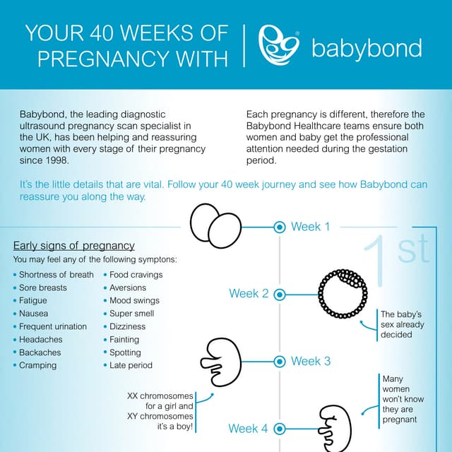 Babybond infographic pregnancy stages | PDF