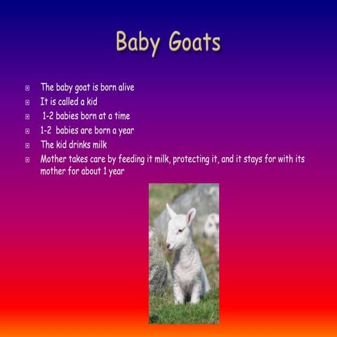 Baby goats | PPTX