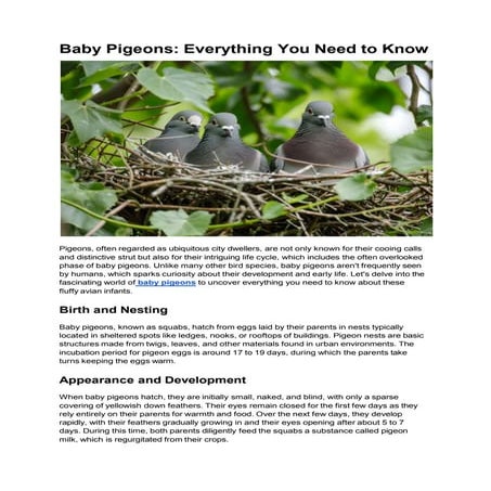 Baby Pigeons_ Everything You Need to Know.pptx