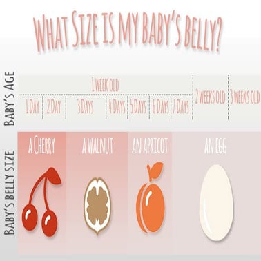 How Big is a Baby's Belly? | PDF | Pregnancy | Reproductive Health