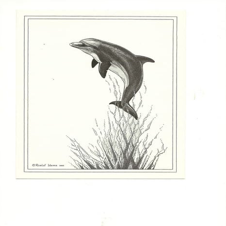 1a BIODIVERSITY ART JoJo the famous Turks & Caicos wild Dolphin | PDF