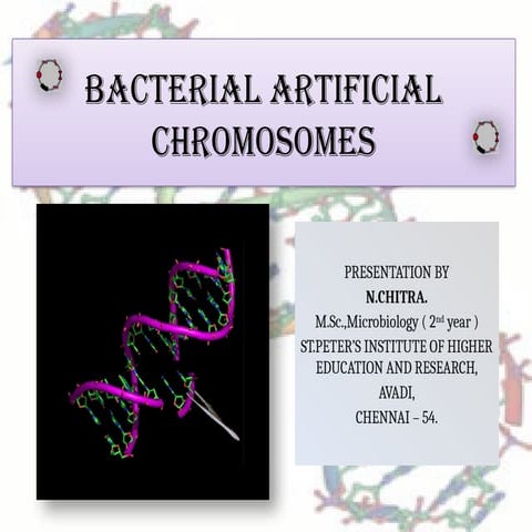 bacterial_artificial_chromosome_yup.pptx