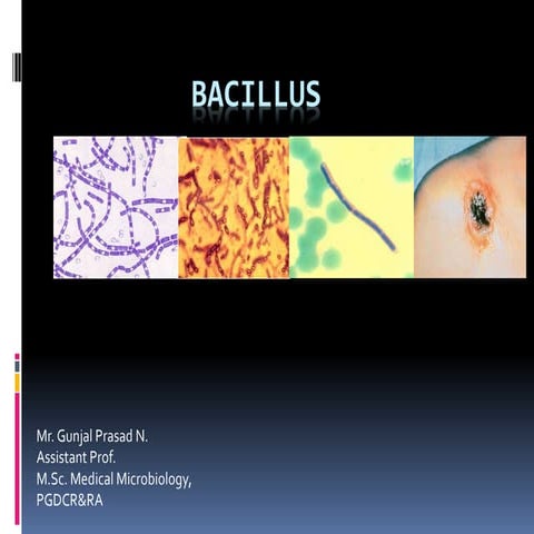 Bacillus anthracis | PPT