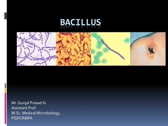 overview of Anthrax specimen collection_011033.pptx