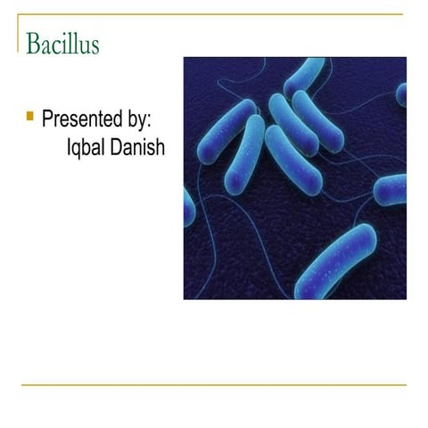 Bacillus