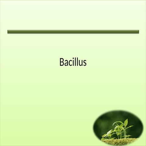 Bacillus anthracis | PPT
