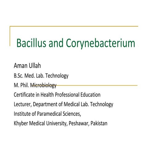 Bacillus and Corynebacterium | PPT