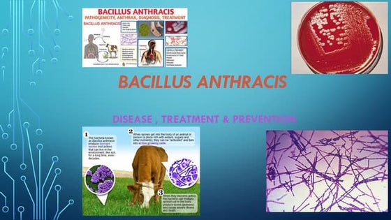 Bacillus Anthracis is another term for Anthrax. Anthrax is a serious.docx