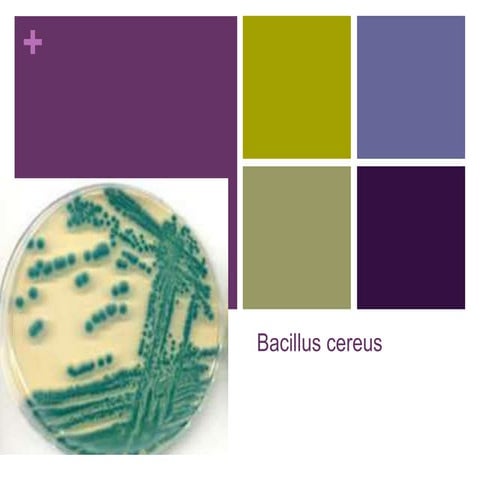 Bacillus cereus | PPTX