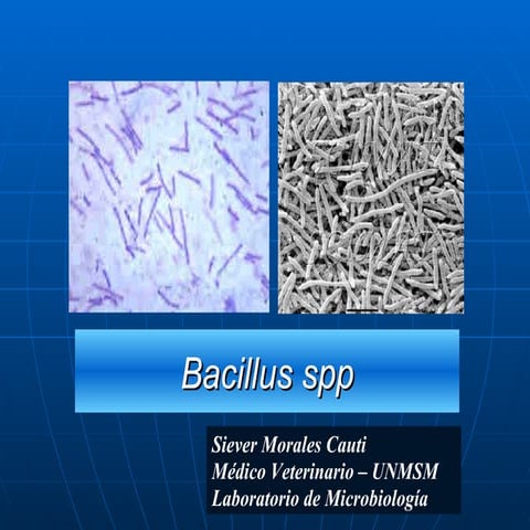 Bacillus spp | PPT