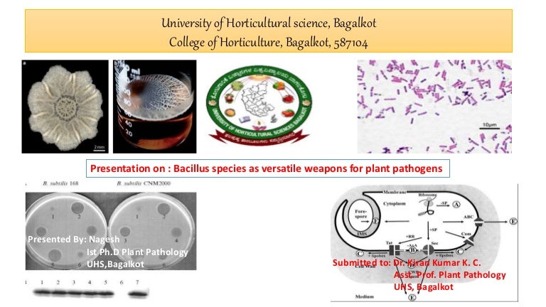 Bacillus subtilies