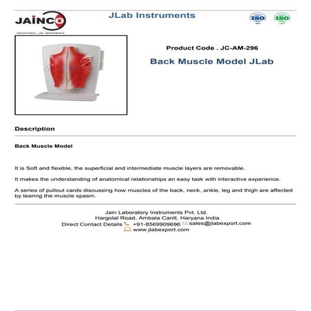 Back muscle model | PDF