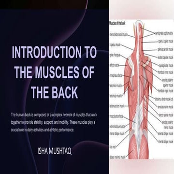 Human body Back muscles anatomy explained pptx | PPTX
