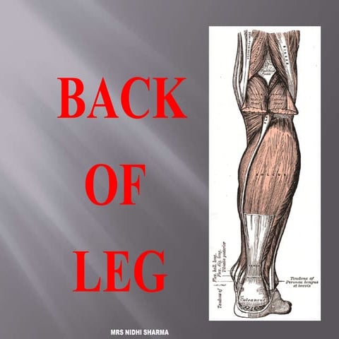 back of leg | PPT