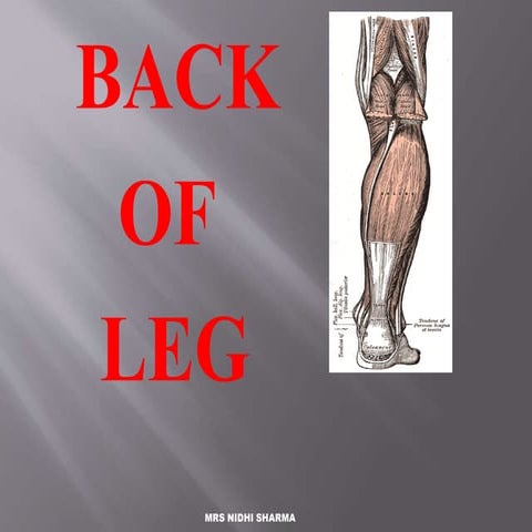 back of leg of human | PPT