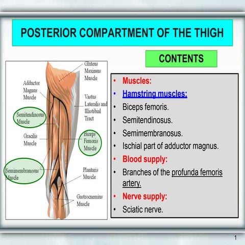 Posterior Compartment of Thigh and Popliteal Fossa | PPT