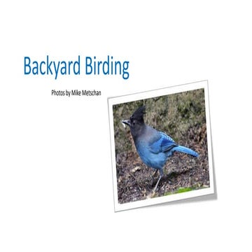 Backyard Birding | PPTX | Birdwatching | Hobbies & Interests