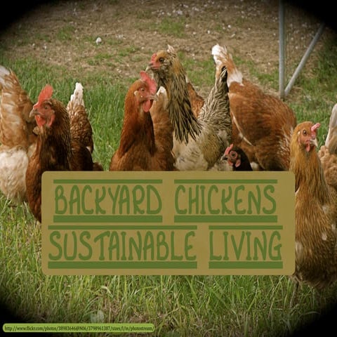 Backyard Chickens in Glencoe | PPT