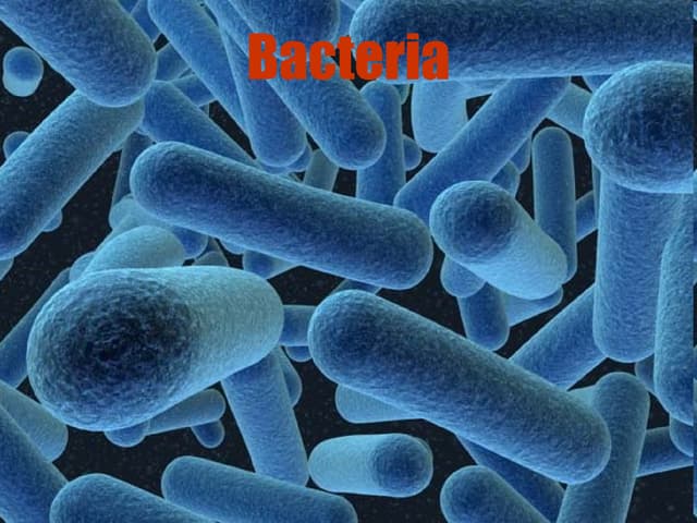 Reproduction In Bacteria Pptx