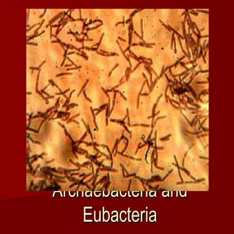 Bacteria Ppt Chemistry Science