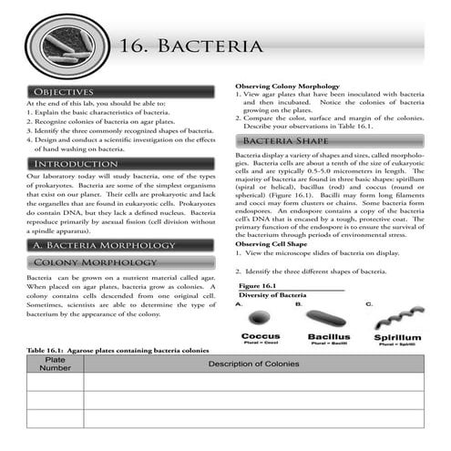 Bacteria | PDF