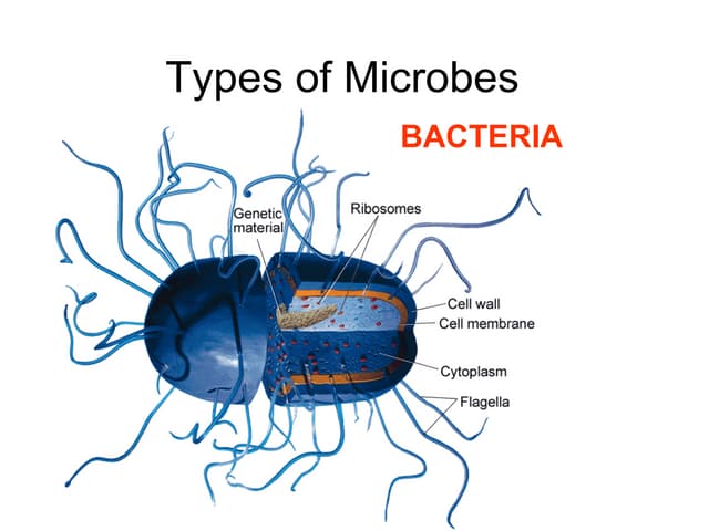 Reproduction In Bacteria Pptx