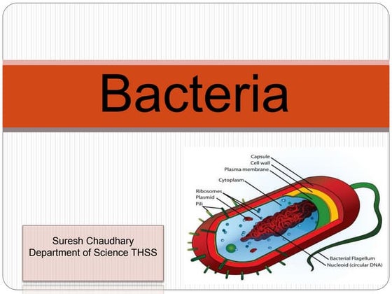 Grade 11 - Microorganisms: Bacteria | PPT