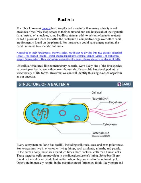 Bacteria: Friend or Foe? | PPTX