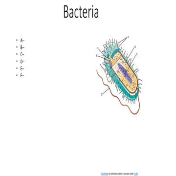 Bacteria Pptx