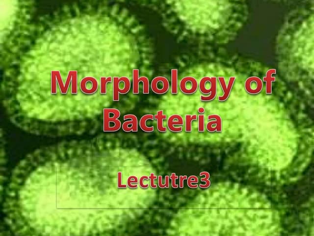 Morphology & Physiology of Bacteria | PPTX