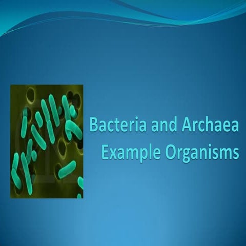 Bacteria and archaea example organisms | PPT