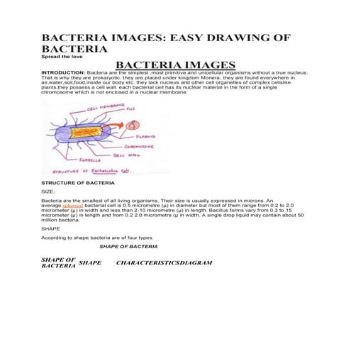 BACTERIA IMAGES.pdf
