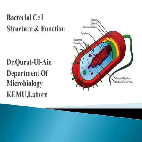 Bacterial-Cell-Structure-Function.pptx | Biological Sciences | Science