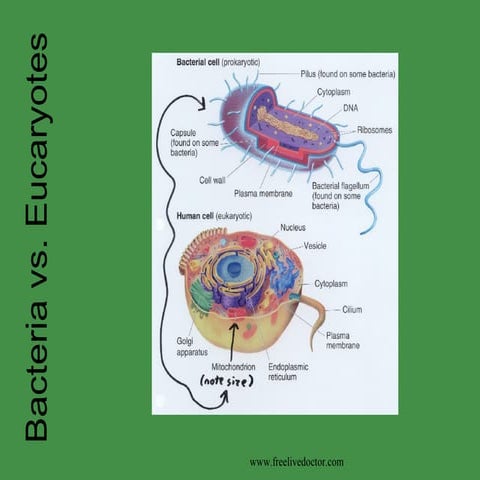 Bacterial Cell Structure And Anatomy Guide Ppt