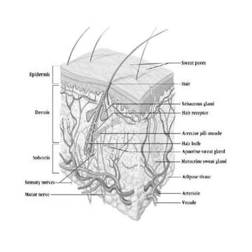 bacterial and viral skin infections lesions | PPT