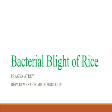 Bacterial blight of rice.PPTXRice bacterial blight is one of the deadly ...