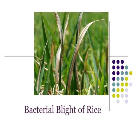Bacterial blight of Rice | PPT