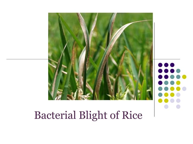Blast of rice | PPT