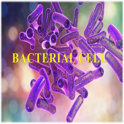 Bacterial Cell | PPT