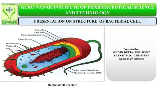 Structure of bacterial cell | PPTX