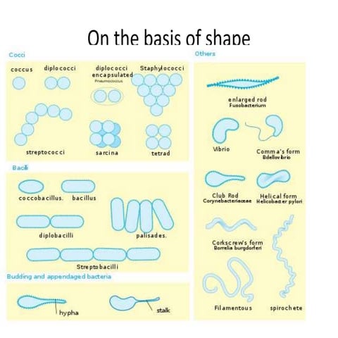 Bacterial classification.pptx | Chemistry | Science