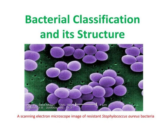 Classification of bacteria | PPT