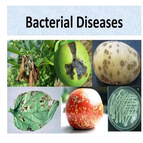 Bacterial Diseases.pptxBacteria are single-celled prokaryotic organisms ...
