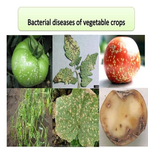 Bacterial diseases of vegetable crops.pptxCanker refers to a lesion ...
